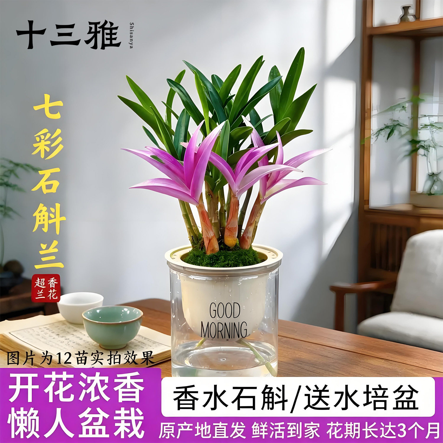 七彩香水石斛 冬带花四季好养兰花绿植浓香石斛净化空气