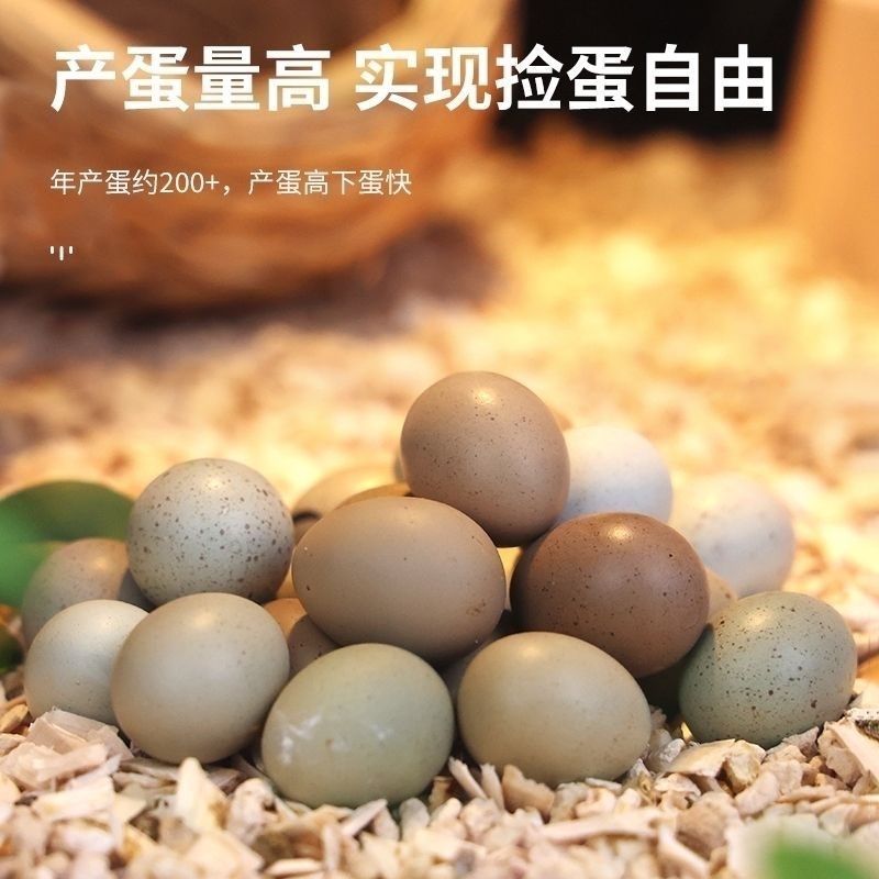 迷你芦丁鸡可孵化种蛋网红鸡种蛋宠物鸡受精蛋小型鸡宠物小鸡蛋