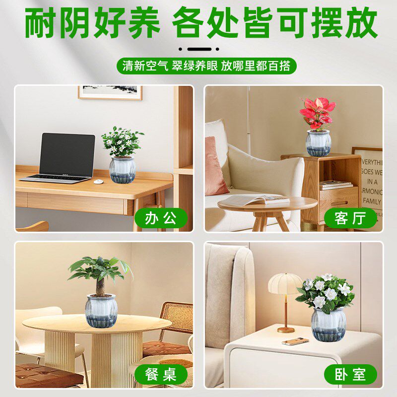 绿萝箩桌面植物发财树盆栽栀子花绿植花卉办公室内多肉水培好养活