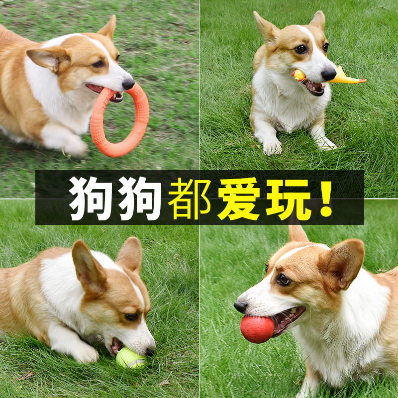 宠物玩具A1zzn001-狗狗磨牙玉米棒耐咬骨头发声尖叫鸡解闷幼犬用
