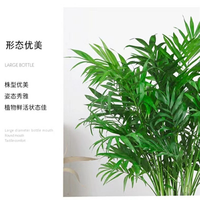 【水培绿植四盆装】发财树栀子花九里香吊兰铁海棠桌面植物懒人盆