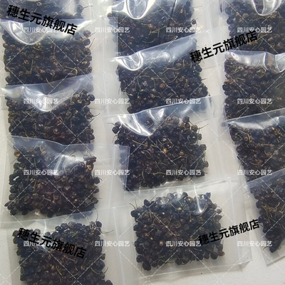野生龙葵果干中药材泡酒煎药