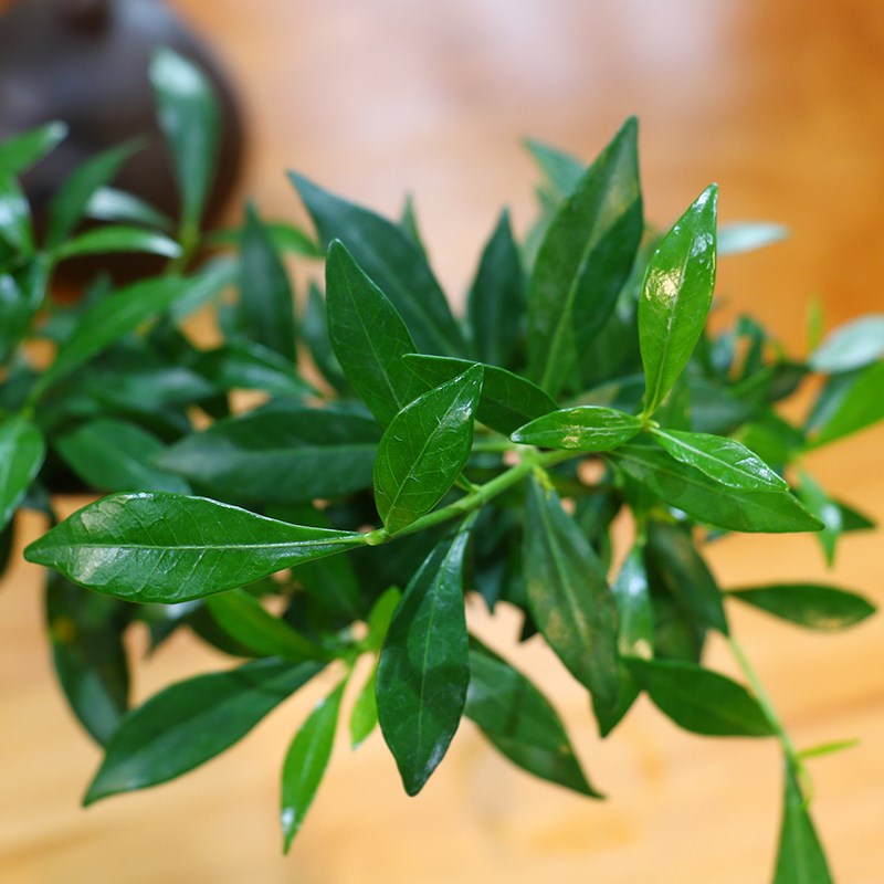 悬崖飘枝栀子花微盆景室内绿植花卉桌面盆景组合客厅摆件植物苗