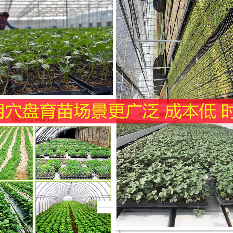 育苗盘育苗盆穴盘塑料杯种植神器营养钵蔬菜育种扦插盒农用托盘盆