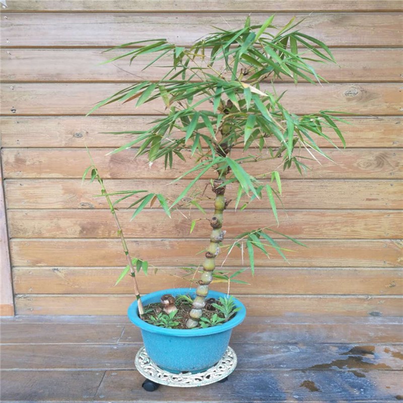 外贸电商铸铁万向轮移动托盘花托花盆托花架园艺园林资材