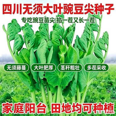 四川豌豆尖种子无须豌豆苗种籽碗豆颠四季秋冬蔬菜种孑碗豆菜MD