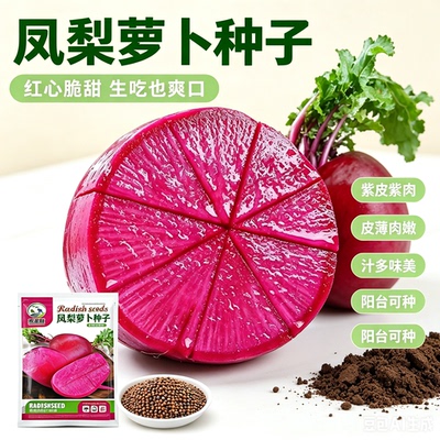 凤梨萝卜种子红皮红肉生吃脆甜不辣耐寒萝卜种籽MD