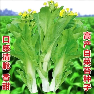 【下单立减50】奶油白菜苔种子早熟速生奶油白菜种籽四九菜心HX