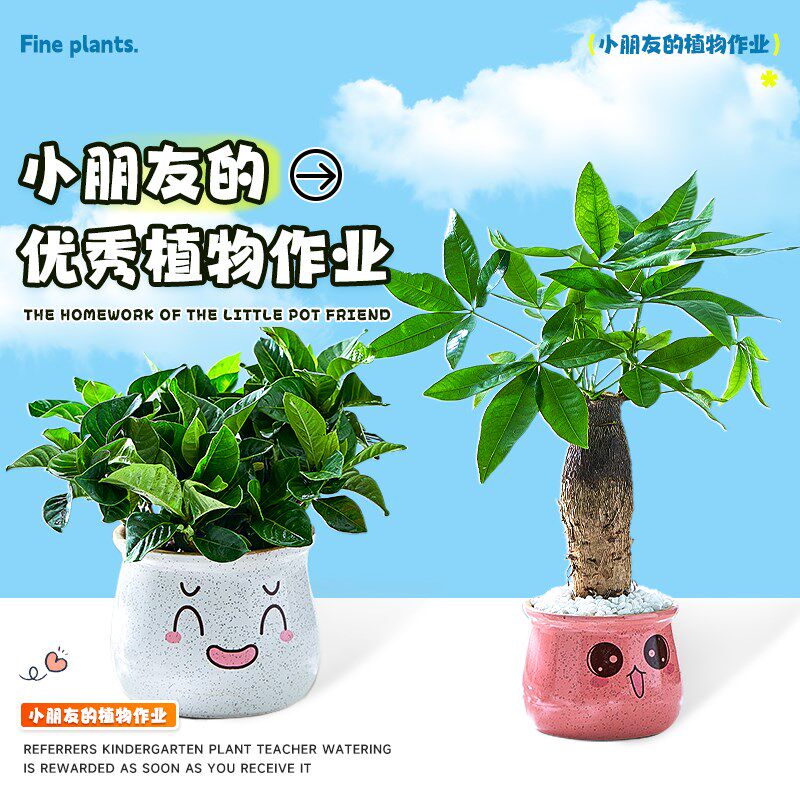 植物盆栽幼儿园好养活小朋友绿植儿童种植薄荷栀子花办公室内桌面