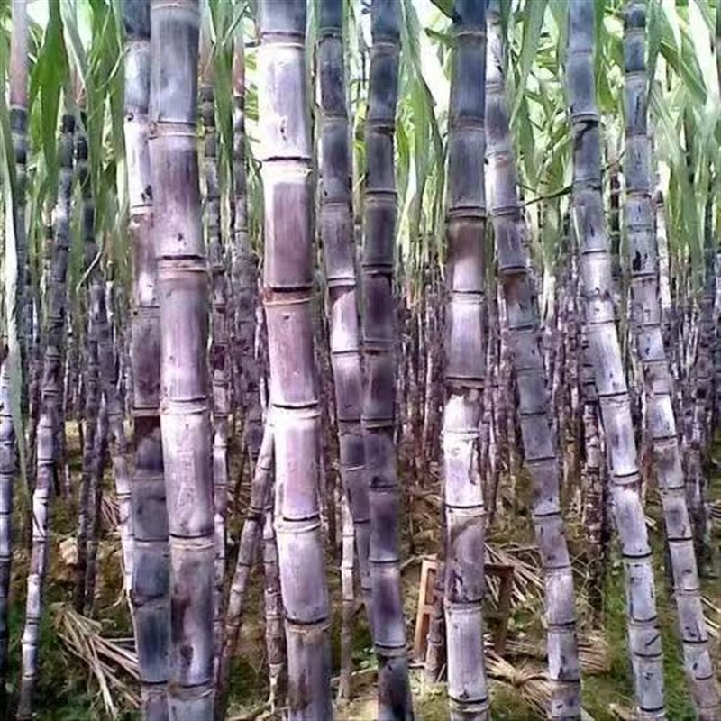 甘蔗专用肥料有机肥复合底肥追肥增粗拉长膨大抗倒粗壮增甜促生长