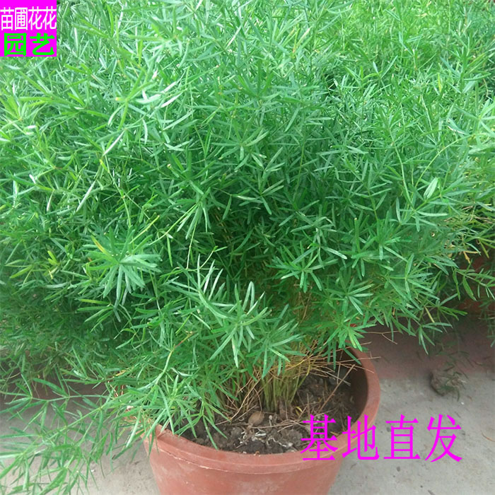天门冬吊兰盆栽四季常青植物庭院客厅阳台观叶绿植吸甲醛多年生