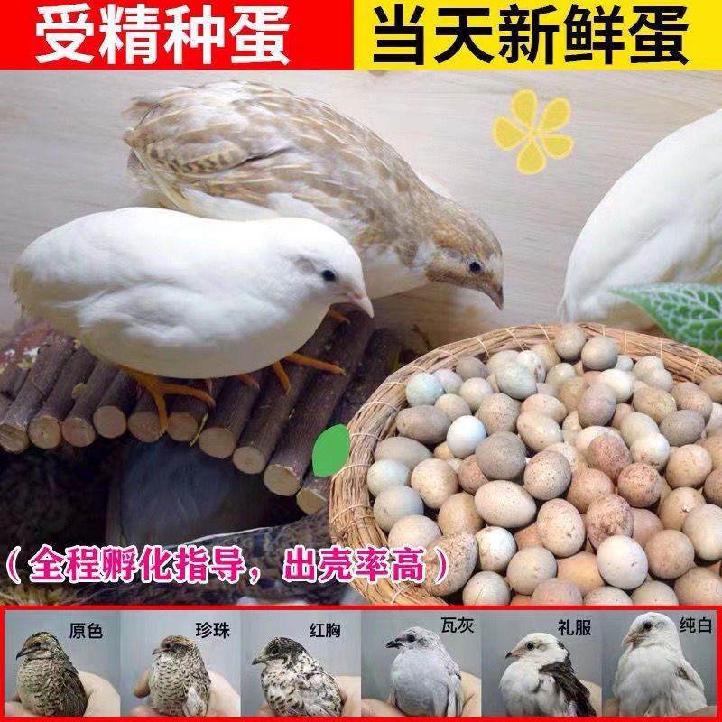 网红小鸡德系宠物鸡纯白瓦灰礼服可孵化种蛋迷你观赏芦丁鸡受精蛋
