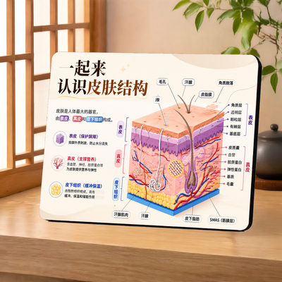 美容院认识皮肤结构科普摆件美业前台桌面装饰展示摆台