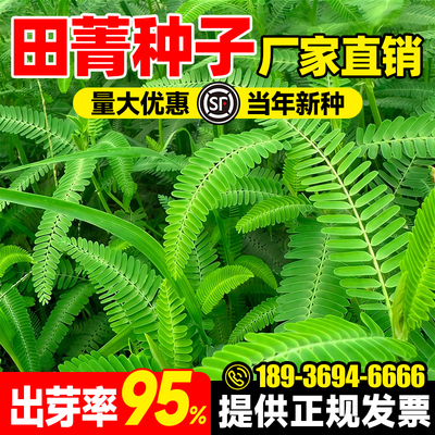 田菁种子耐盐碱碱青涝豆田青田箐护坡固土果园蜜源固氮绿肥草种籽