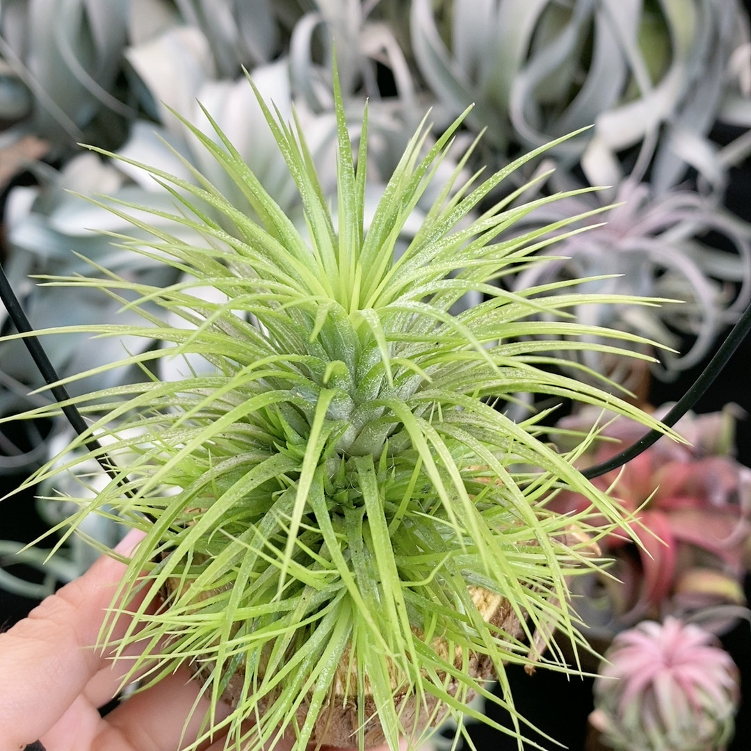 小清新色 狐尾宝石x精灵 带侧芽328