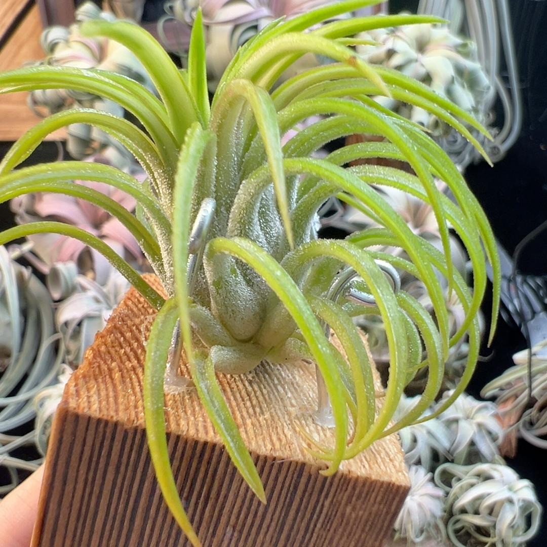阿v出锦精灵 51