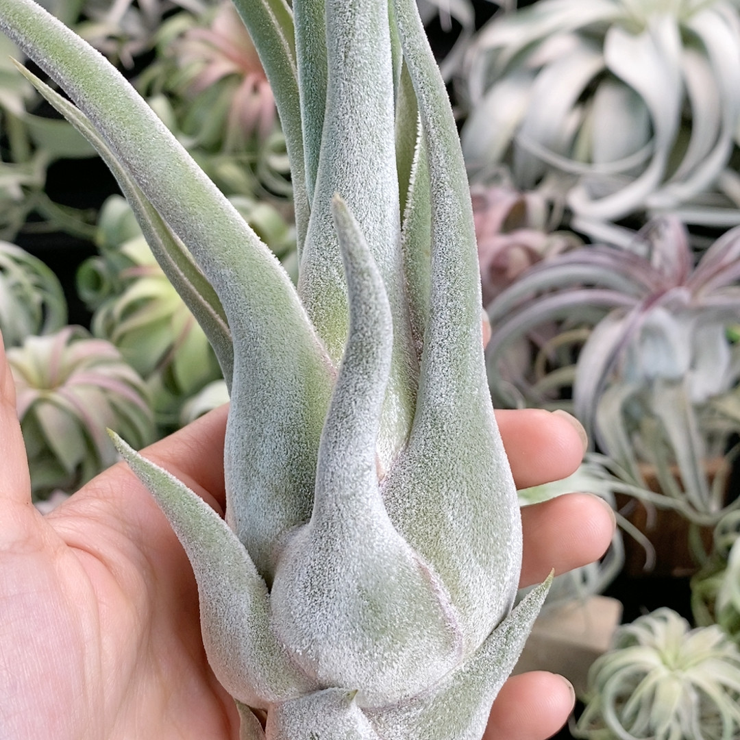 超白 美杜莎x犀牛393