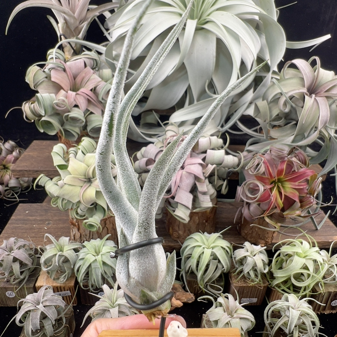 毛绒感 巨型Ty215