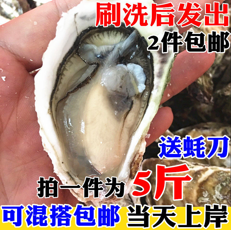 现捞生蚝鲜活小肥蚝海蛎子新鲜牡蛎肉大生蚝5斤包邮 生蚝10斤包邮
