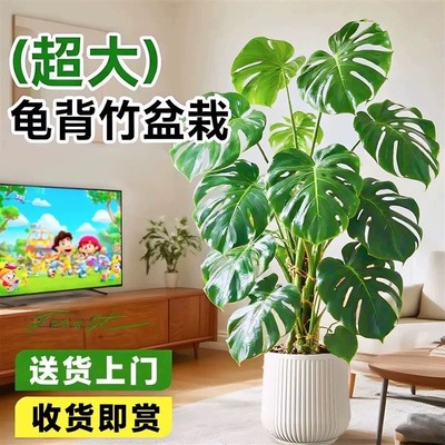 龟背竹盆栽超大型绿植室内客厅办公室好养活四季常青植物花卉盆景