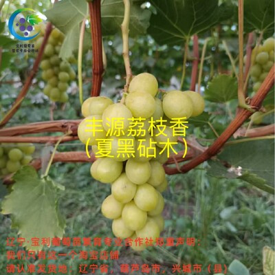 辽宁.宝利葡萄苗繁育专业合作社