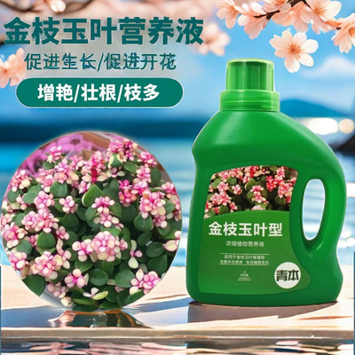 金枝玉叶专用肥防掉叶子金枝玉叶营养液马齿苋雅乐之舞盆栽肥料
