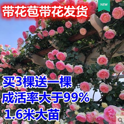 带花苞包成活龙沙宝石爬藤月季苗