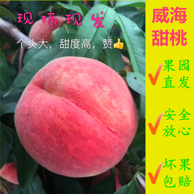 顺丰包邮现摘现发脆桃自家桃园山东新鲜金秋红蜜当季水果纯甜无酸