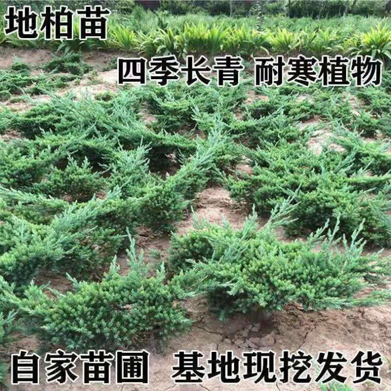 绿植耐热耐寒迎客松四季常青松柏二松树一发花卉买盆景室内外其他