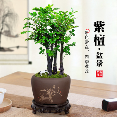 Smallleavedrosewoodbonsai