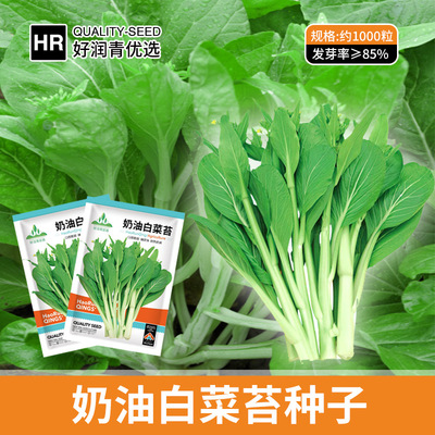 New Vegetable Cream Cabbage Moss White Stem Sweet Crispy Ca