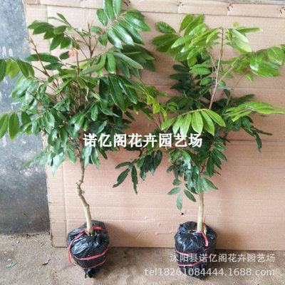 正宗广西龙眼苗树特大石硖储良双