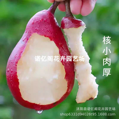 New Early Maturing Red Concubine Pear Seedlings Crispy Swee