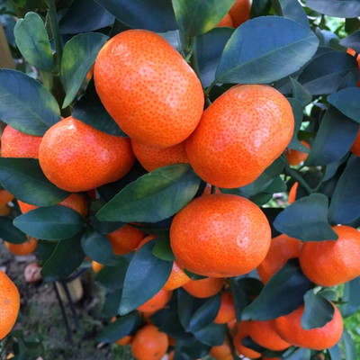 Sugarorangesandsugarorang