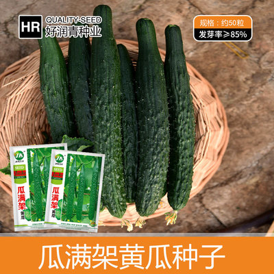 瓜满架黄瓜种子籽绿瓤津研四号刺