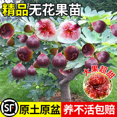 Figtreeseedlingsparticular