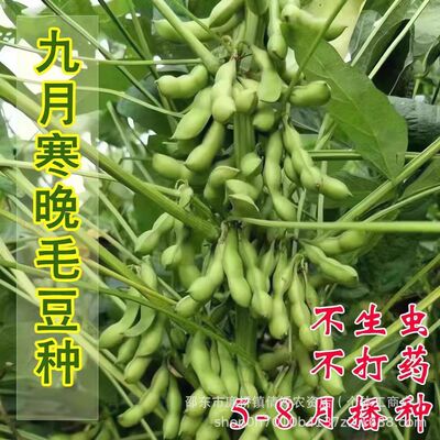 九月寒鲜食毛豆种子晚熟毛豆种子