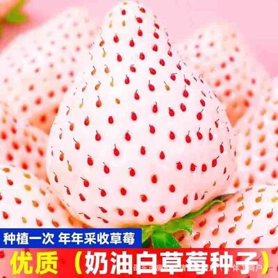 Cream white spring balcony fruit basin milk strawberry T-sh