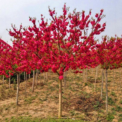 Plumblossompotwintersweet