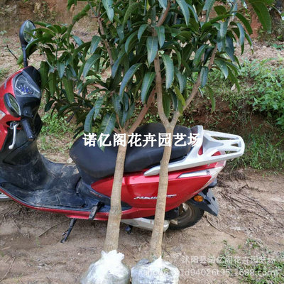 Big tree, Guangxi mango sapling, fruit, southern planting v