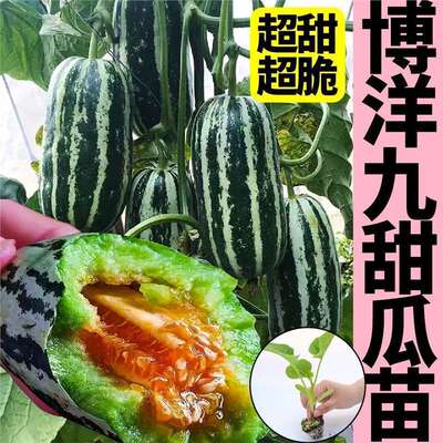 甜脆博洋九甜瓜苗秧带抗病羊角蜜