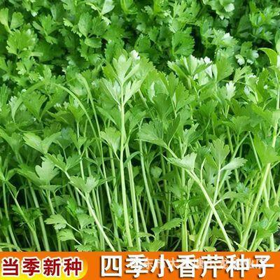 小芹种子清芹菜种籽易种青菜籽蔬