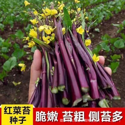 红菜苔种子蔬菜苔油菜心种籽菜薹