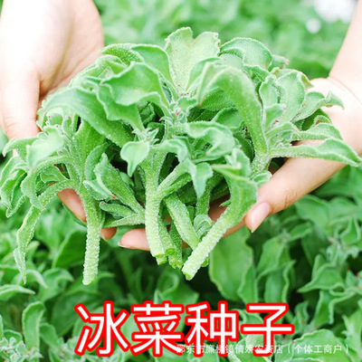 水晶冰菜种子冬夏季耐热耐寒的植