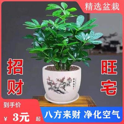 SevenLeafLotusEightDirect