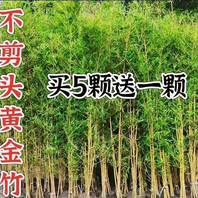 Bambooseedlingsbamboogold