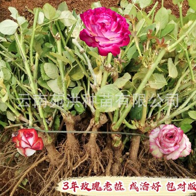 YunnanRoseOldPileRoseSee