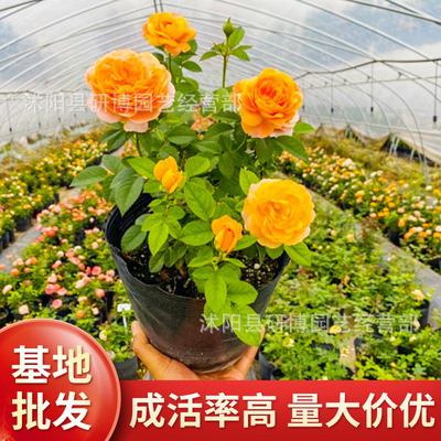 RosewithExtraLargeBlossom