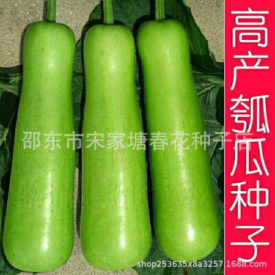 清短瓠瓜种子短蒲瓜种籽甜瓠子瓜