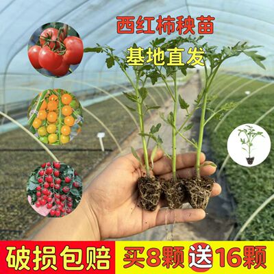 小番茄种子苗千禧圣女果矮生西红